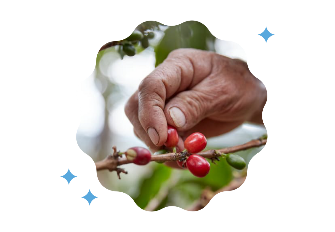 Seed to Cup – PERC COFFEE